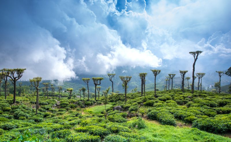 Voyage Jardins botaniques de Peradeniya - Sri Lanka Roads