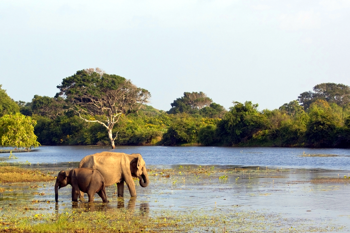 Entrada Do Parque Nacional De Yala